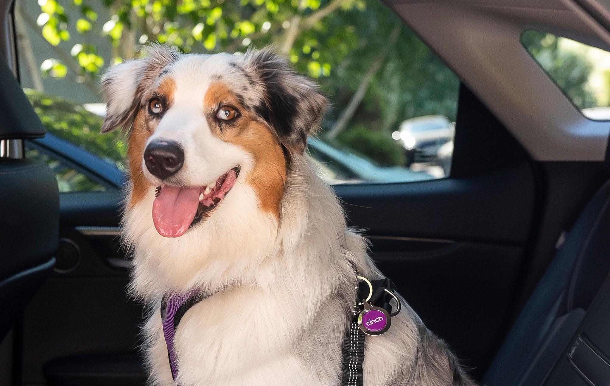 Best cars for dog owners - cinch